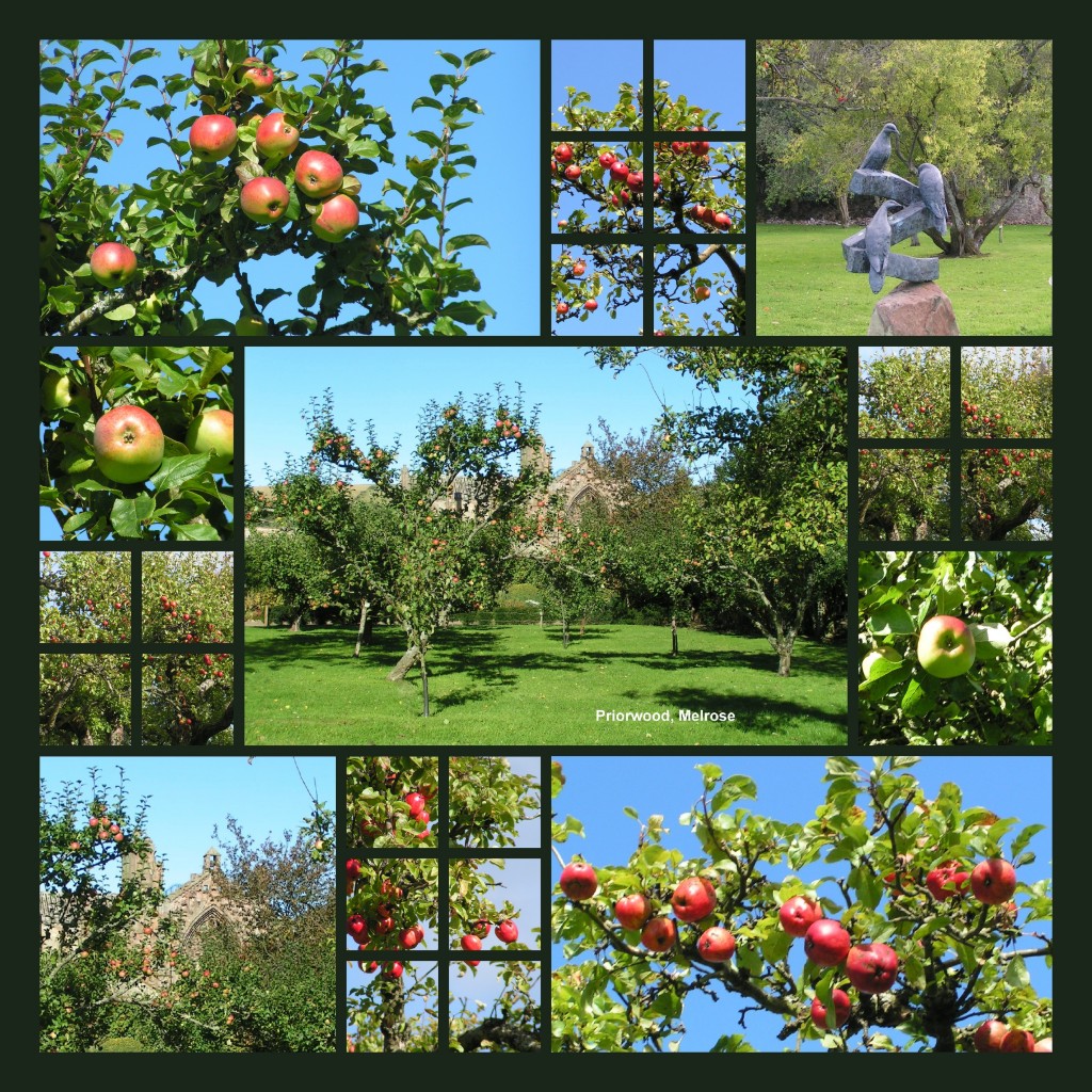 Home - Cropdog Photo Collage