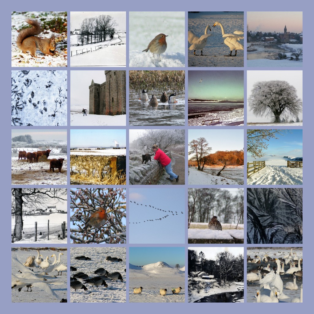 A Stroll through the Seasons - Cropdog Photo Collage